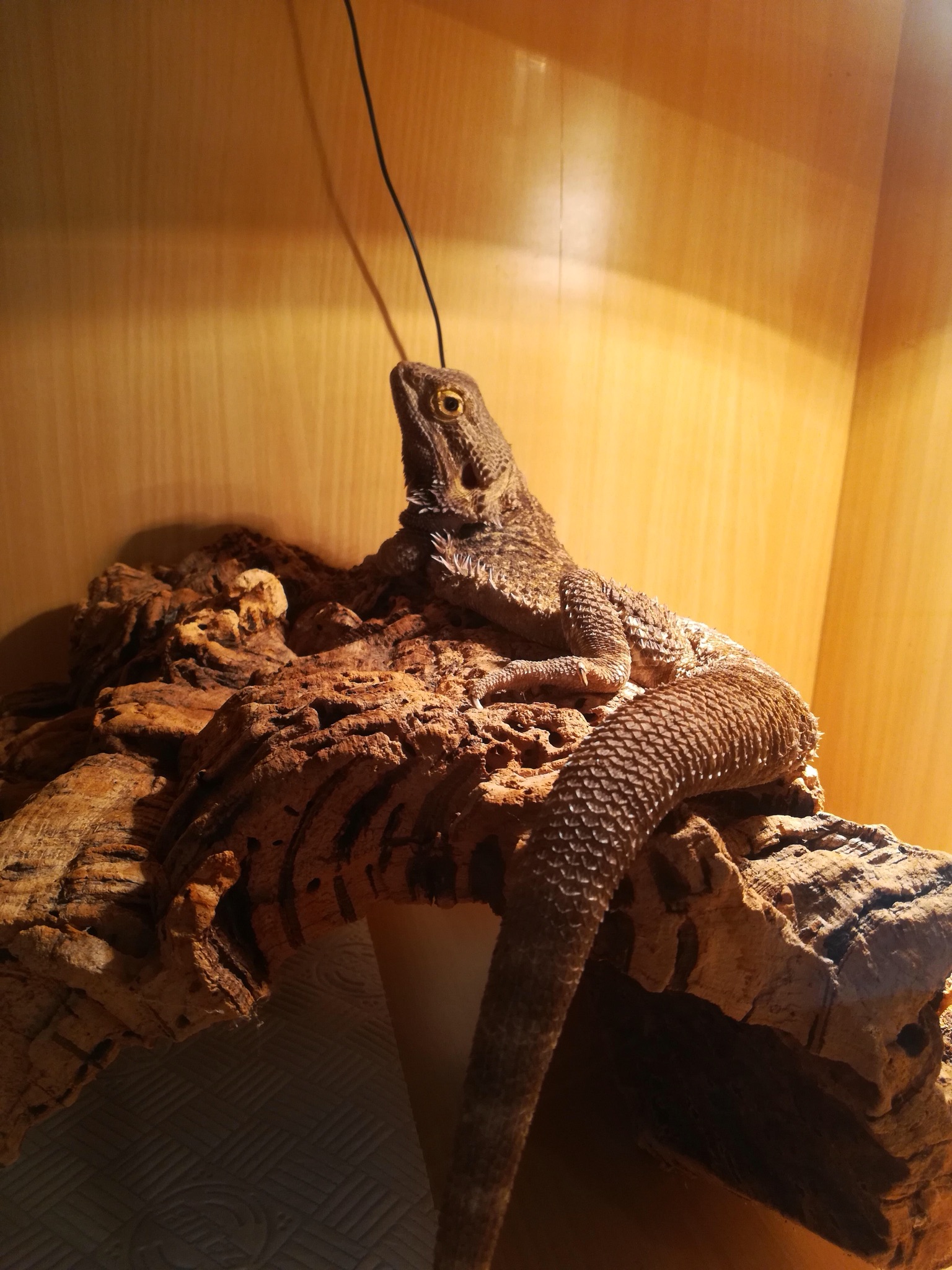 Reptile Boarding – Gate House Guinea Pig Hotel