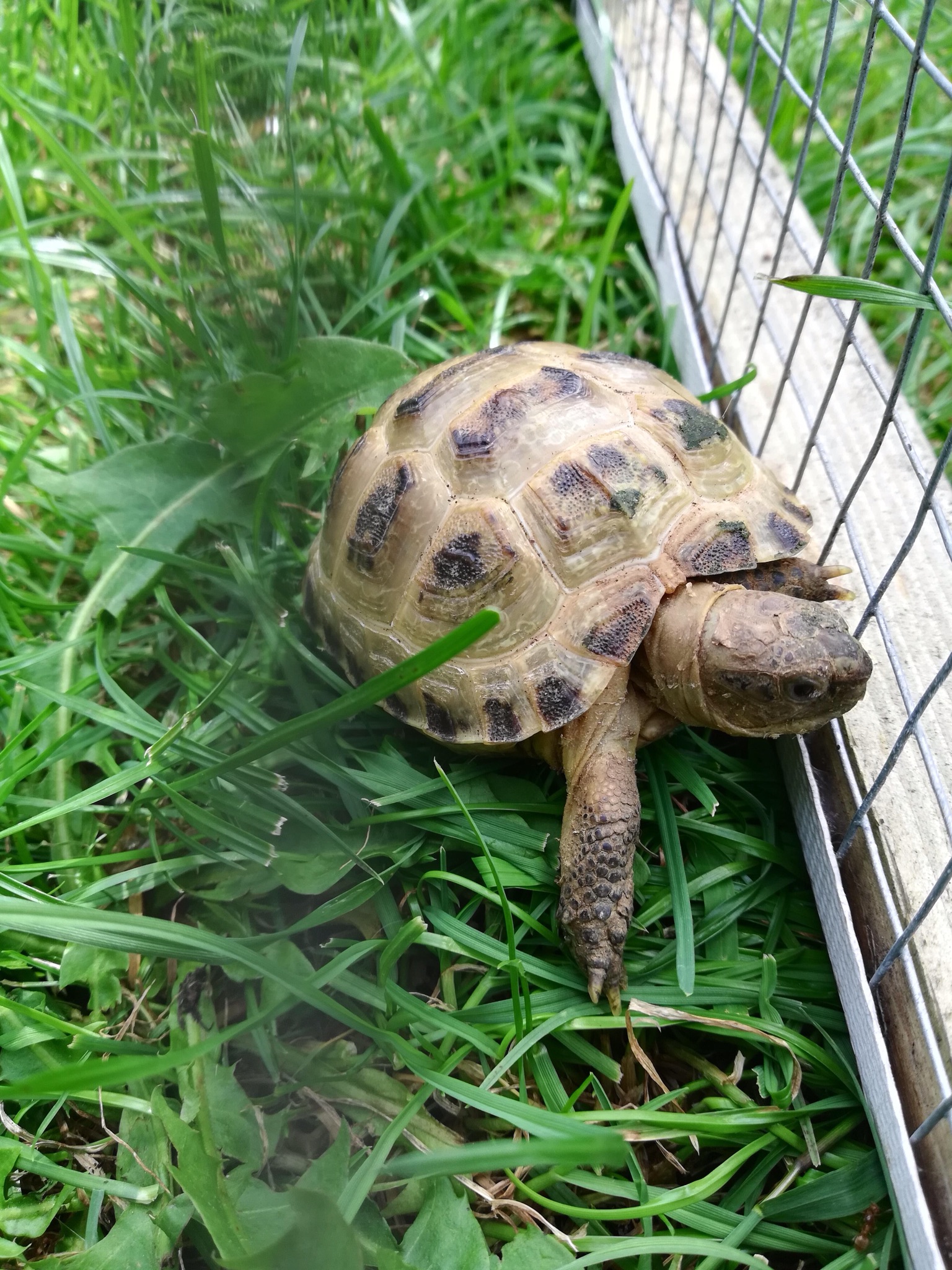 Tortoise Boarding – Gate House Guinea Pig Hotel