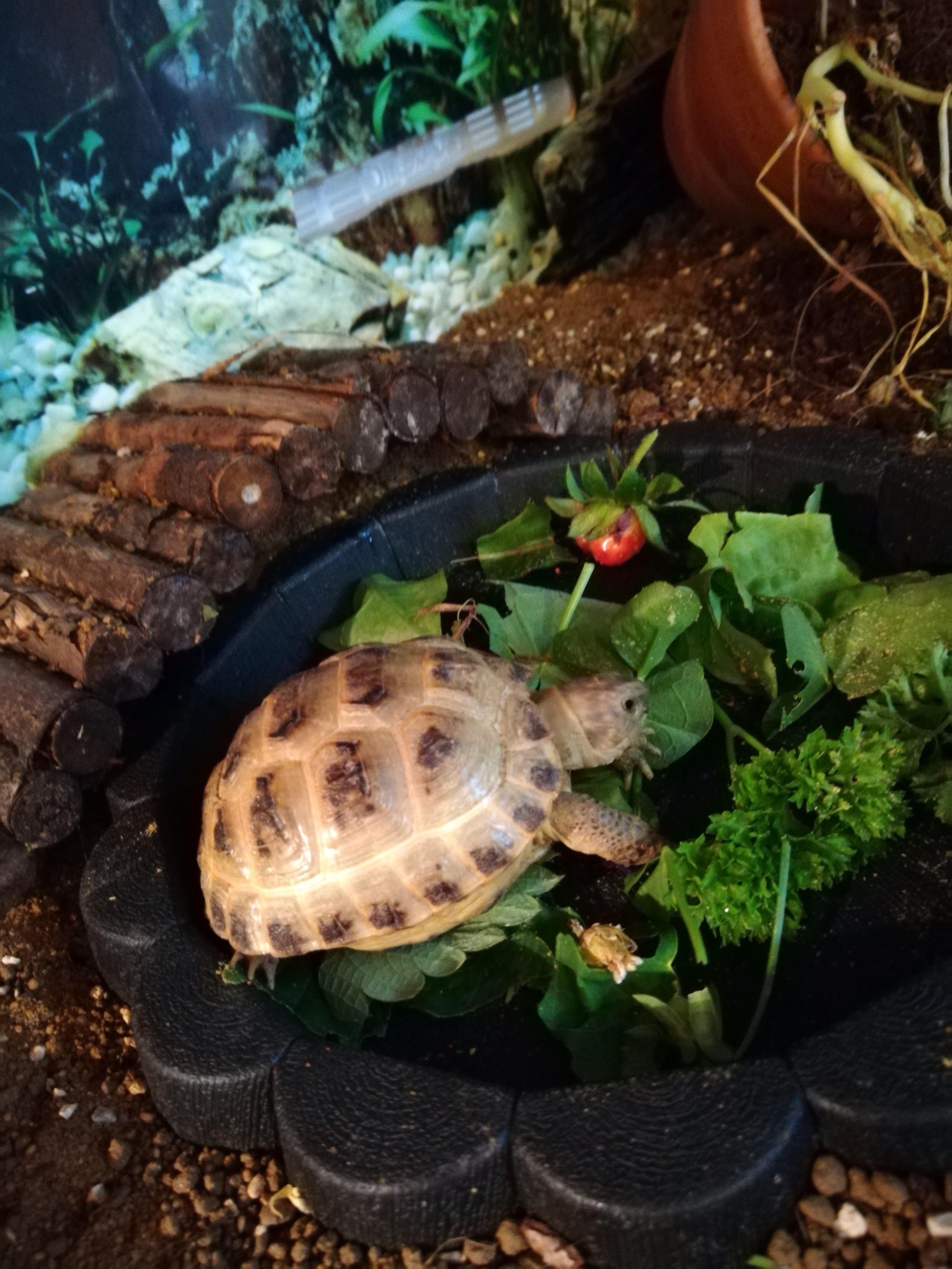 Tortoise Boarding – Gate House Guinea Pig Hotel