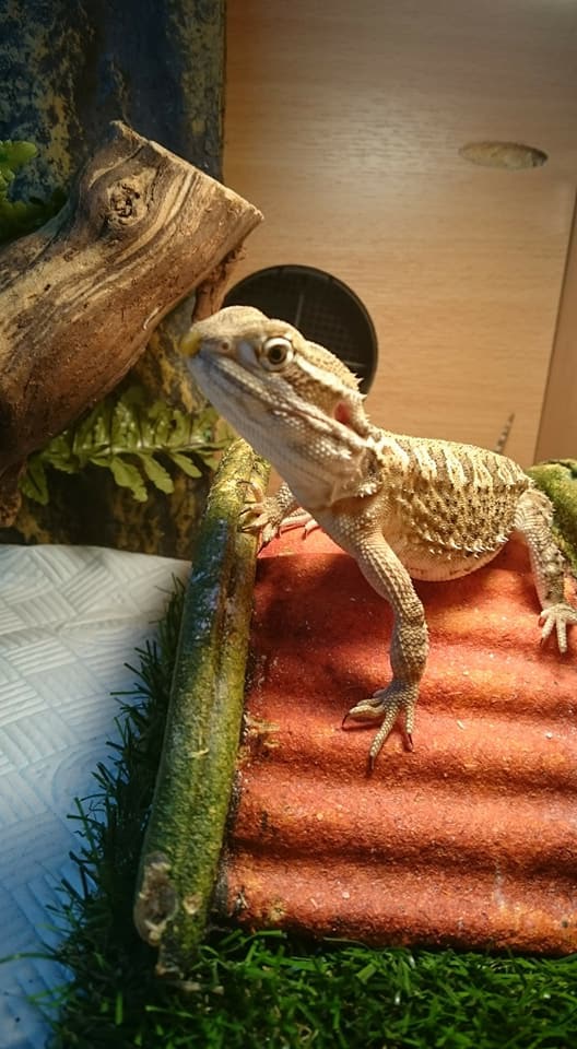 Gate House Guinea Pig Hotel – Small Animal Boarding in Kent