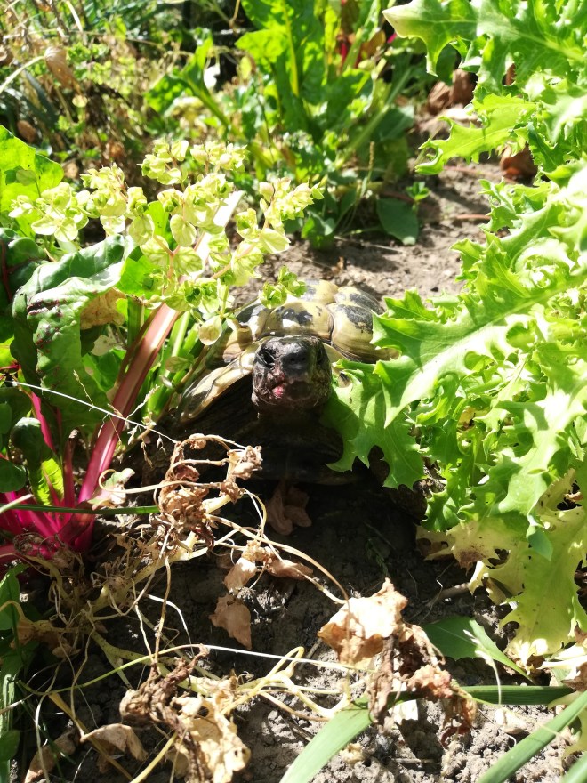 Tortoise Boarding – Gate House Guinea Pig Hotel