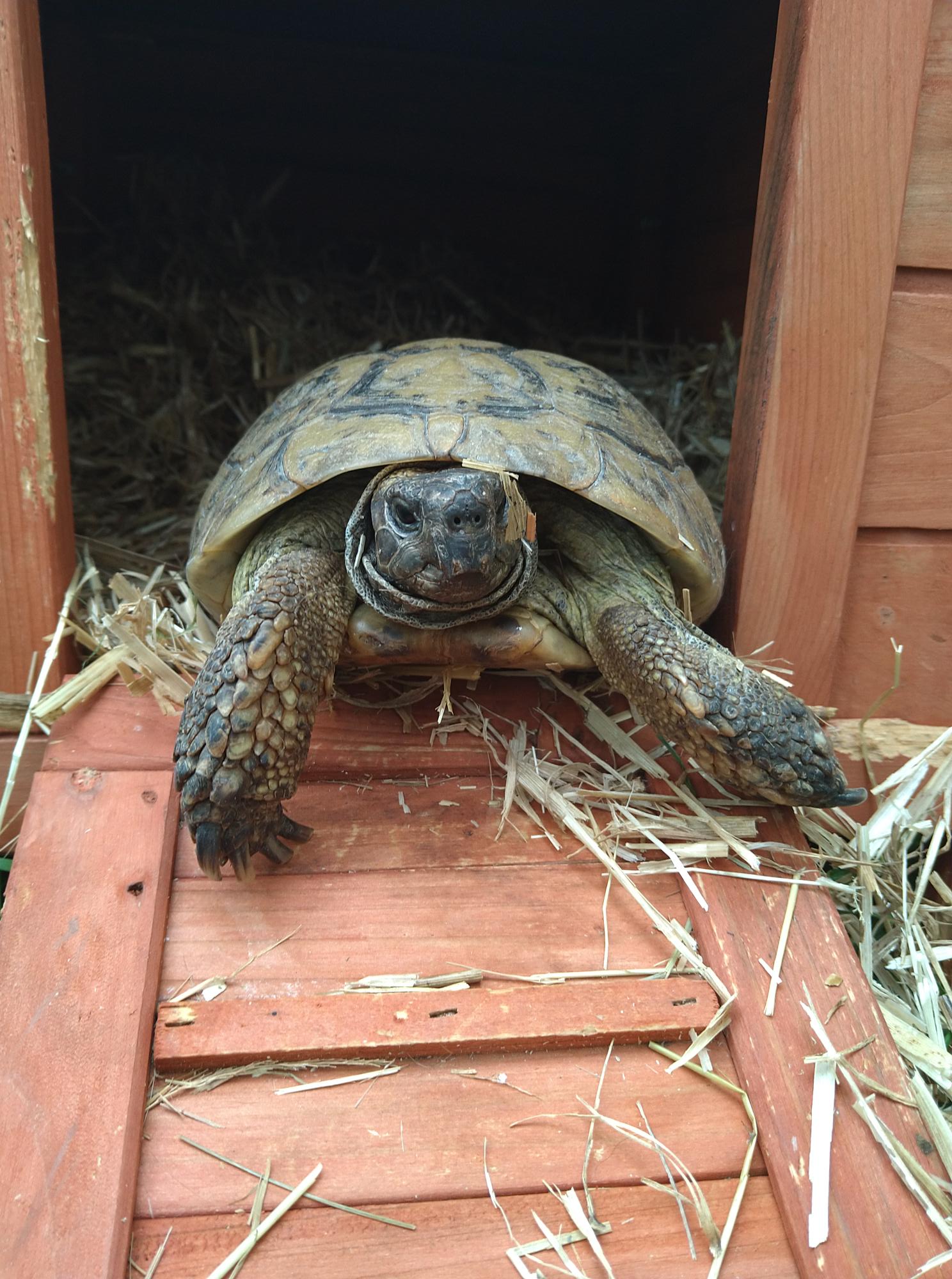 Tortoise Boarding – Gate House Guinea Pig Hotel