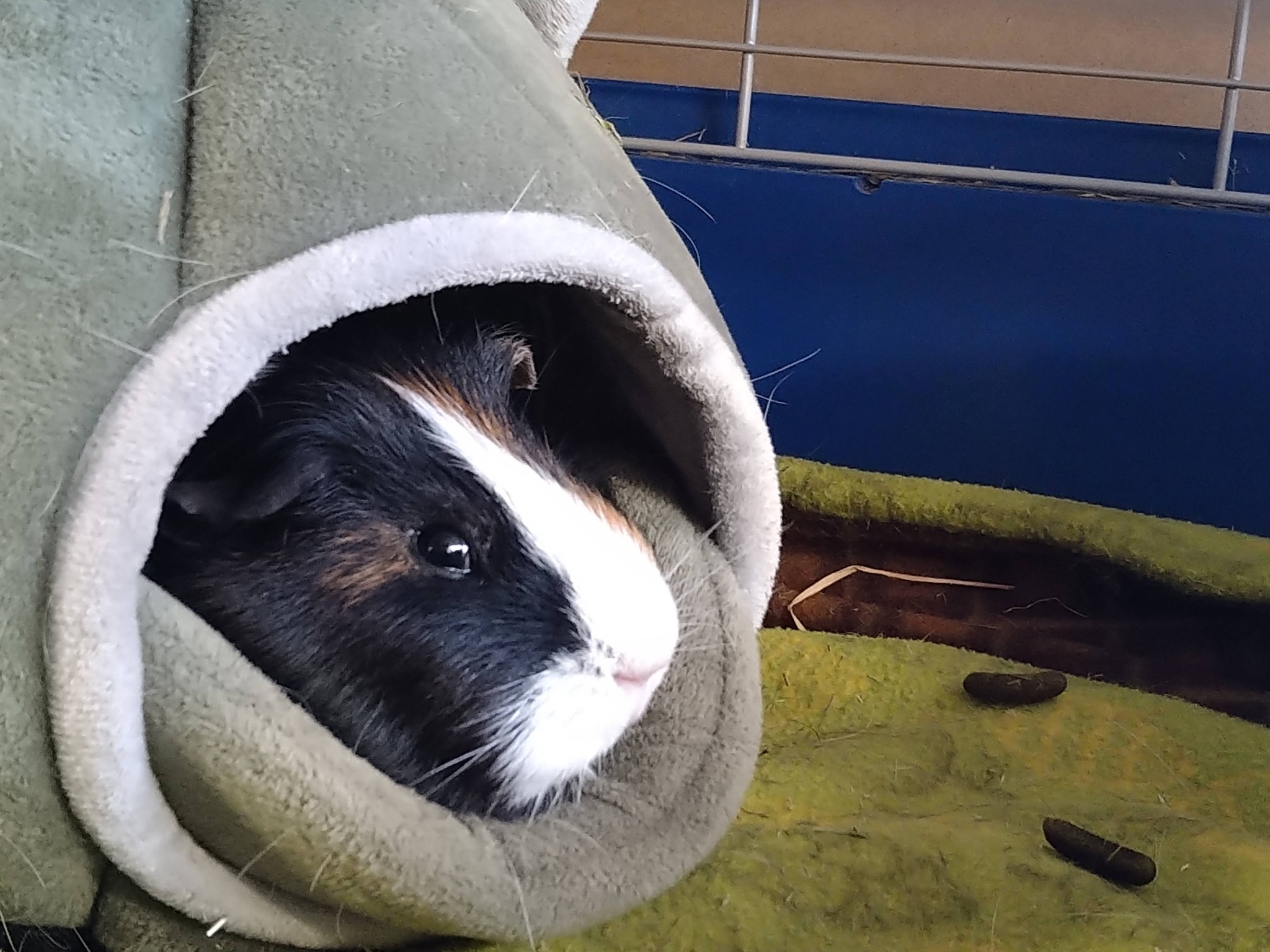 Gallery – Gate House Guinea Pig Hotel